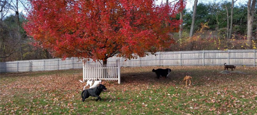 Yard Time | Daltons Cherrywood Kennel